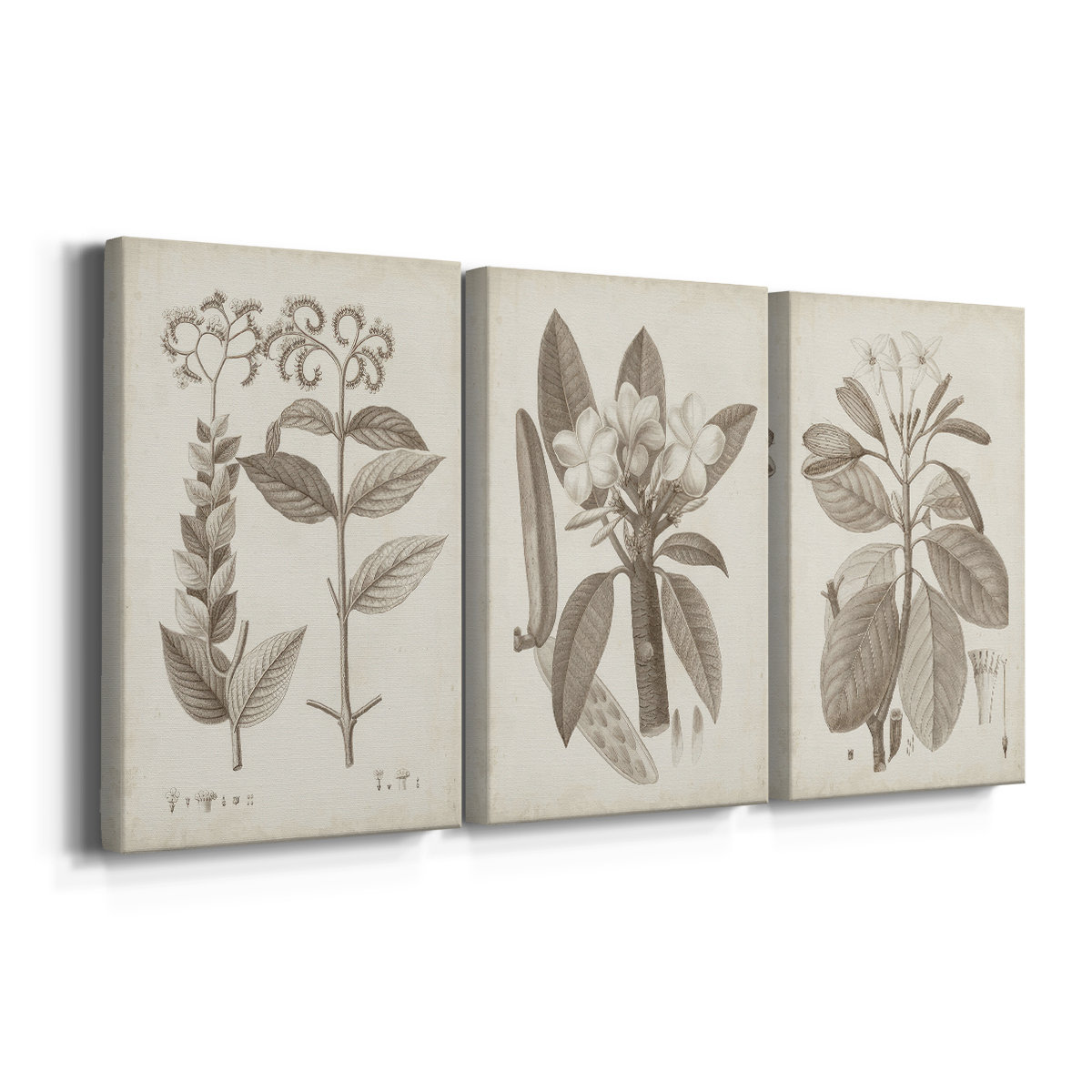 Darby Home Co Antique Sepia Botanicals VI -Custom Wrapped Gallery ...
