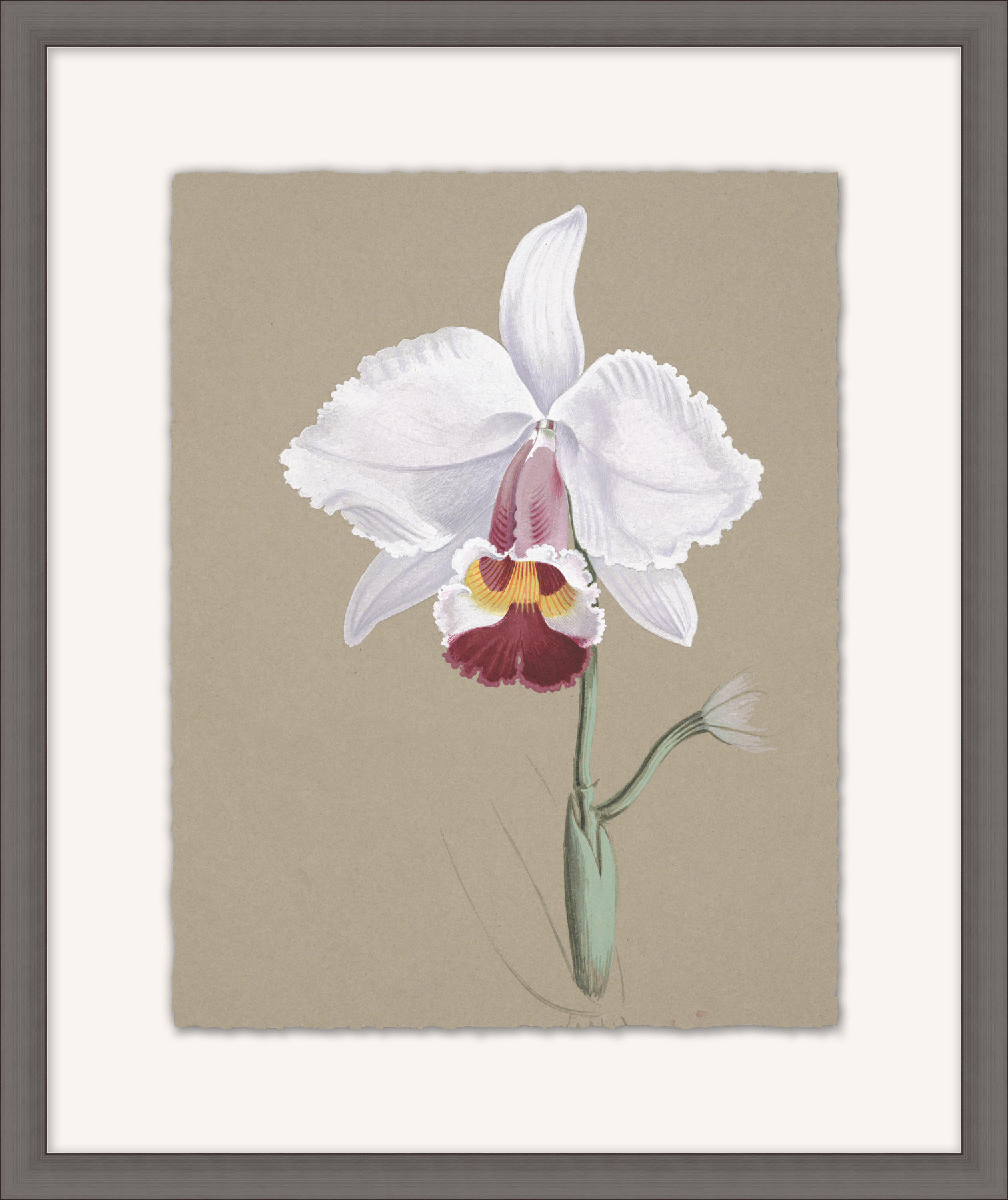 Wendover Art Group Orchid Study 8 - Picture Frame Painting on Paper ...
