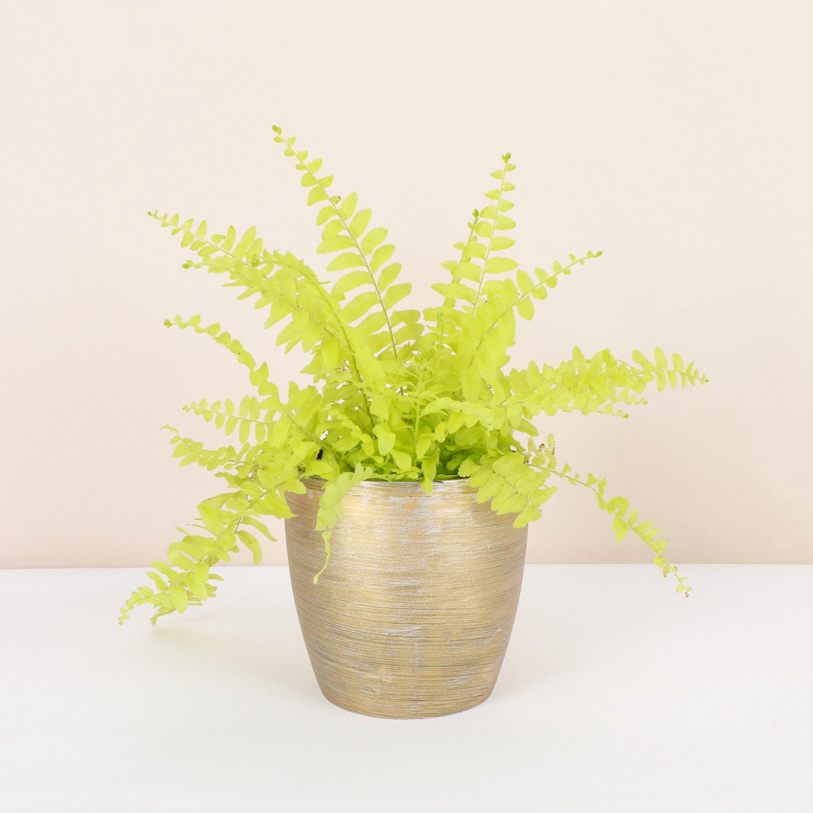 Thorsen's Greenhouse Live Gold Boston Fern Plant in Classic Pot ...