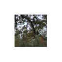 Swing-n-Slide Steel Web/Saucer Swing with Chains and Hooks & Reviews ...