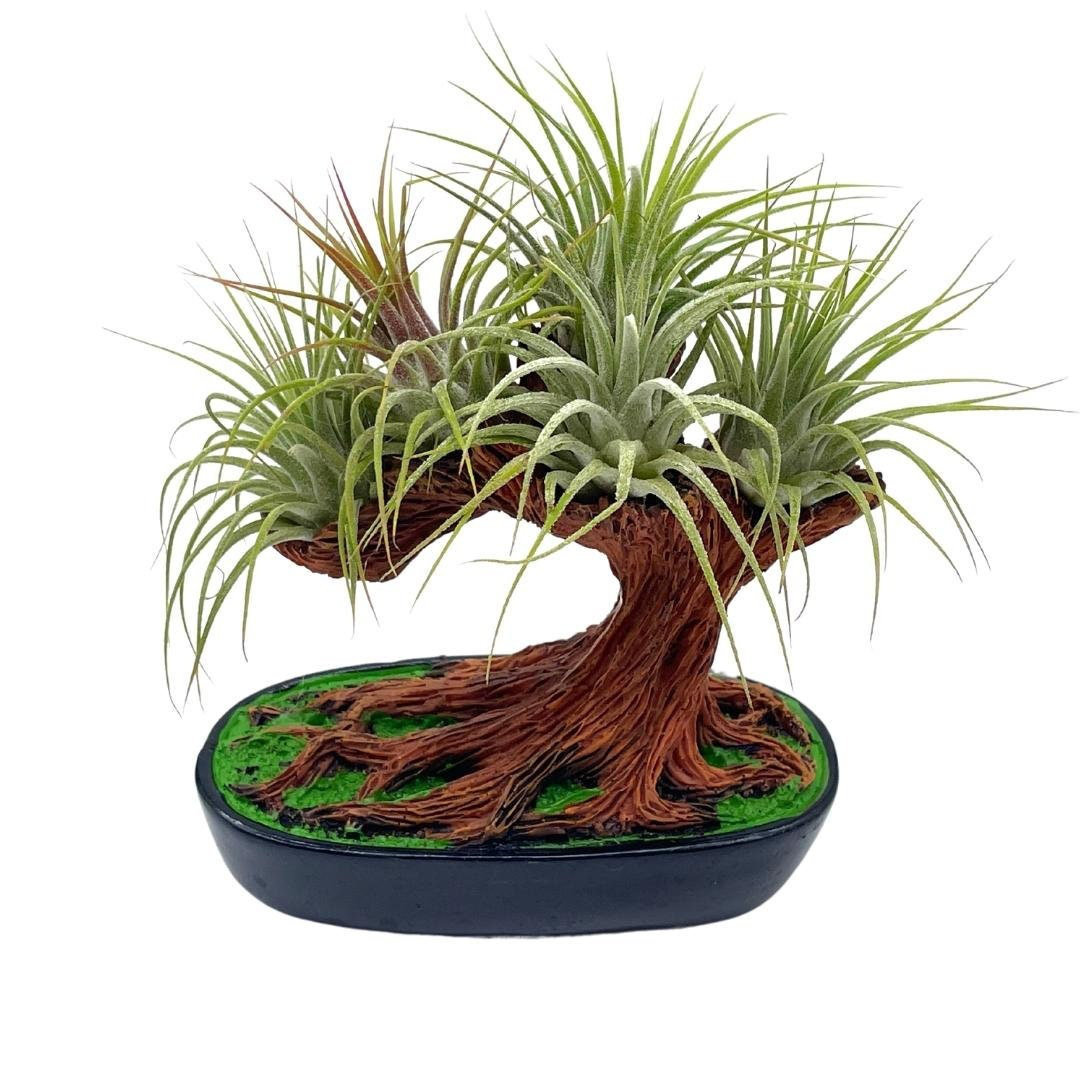 Florida House Plants Bonsai Air Plant Tree Air Plant Holder With Live ...