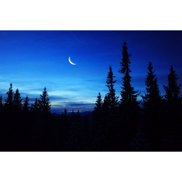 Alpen Home Moonrise In The Spruce Forest by Misha Kaminsky - Wrapped ...