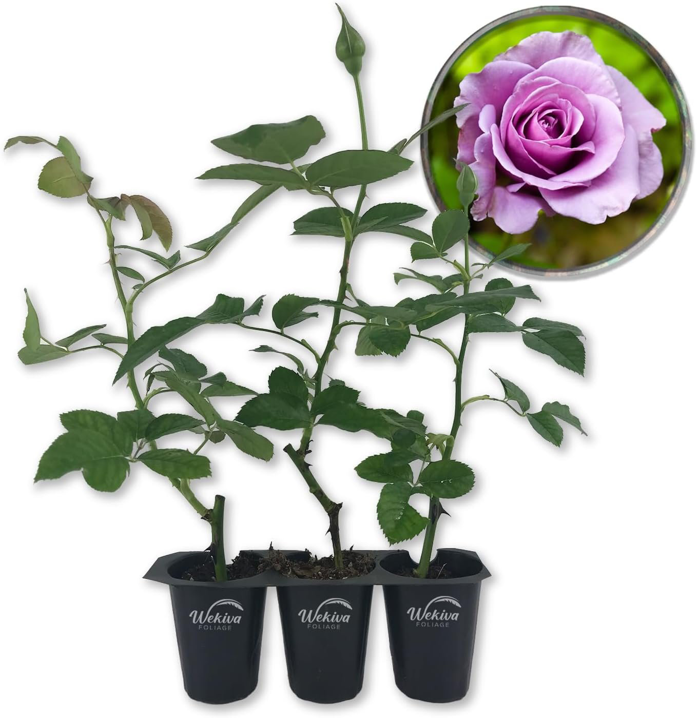 Wekiva Foliage LLC Lagerfeld Rose Bush - 3 Live Starter Plants in 2 ...