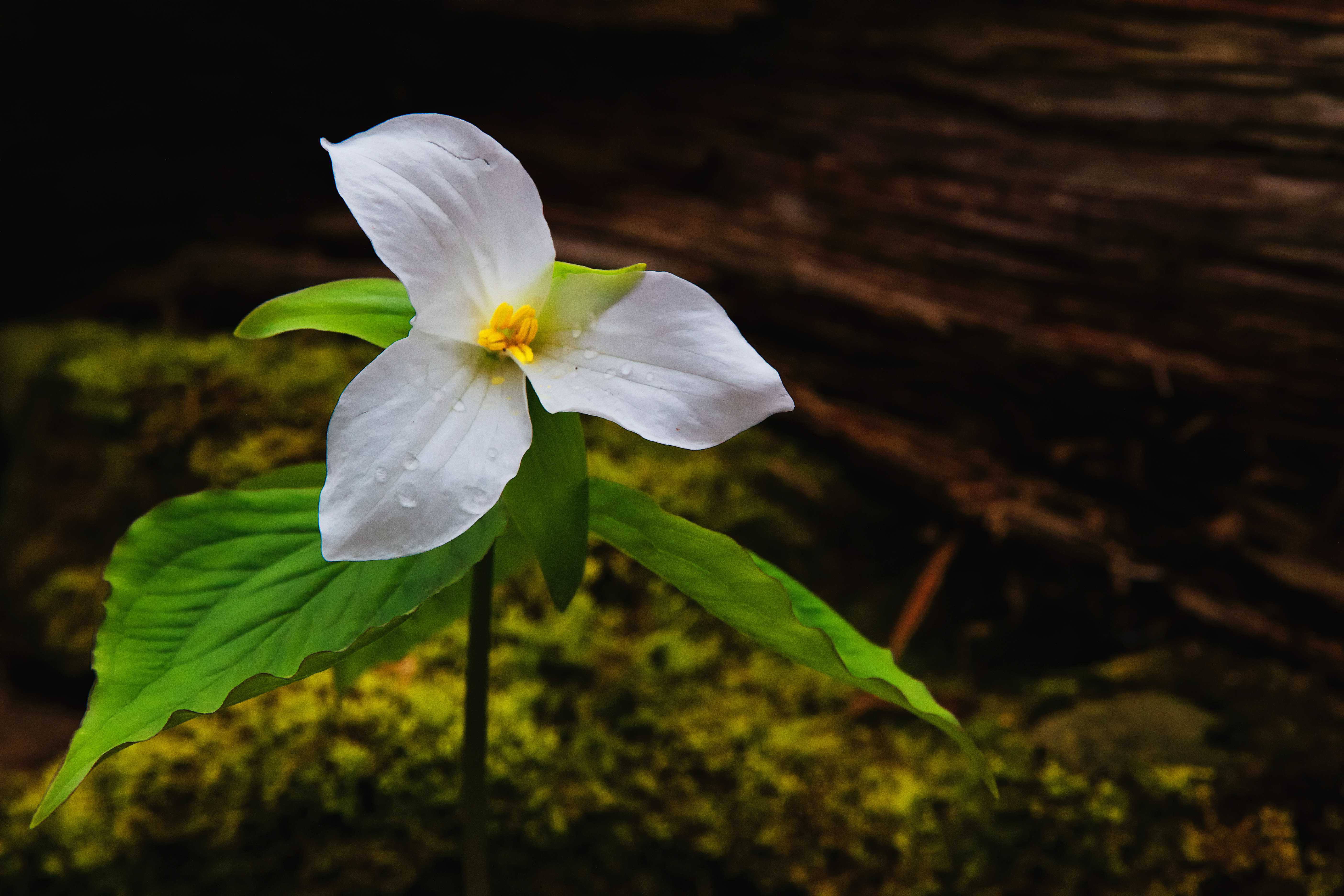 Ebern Designs White Trillium - Wrapped Canvas Photograph | Wayfair
