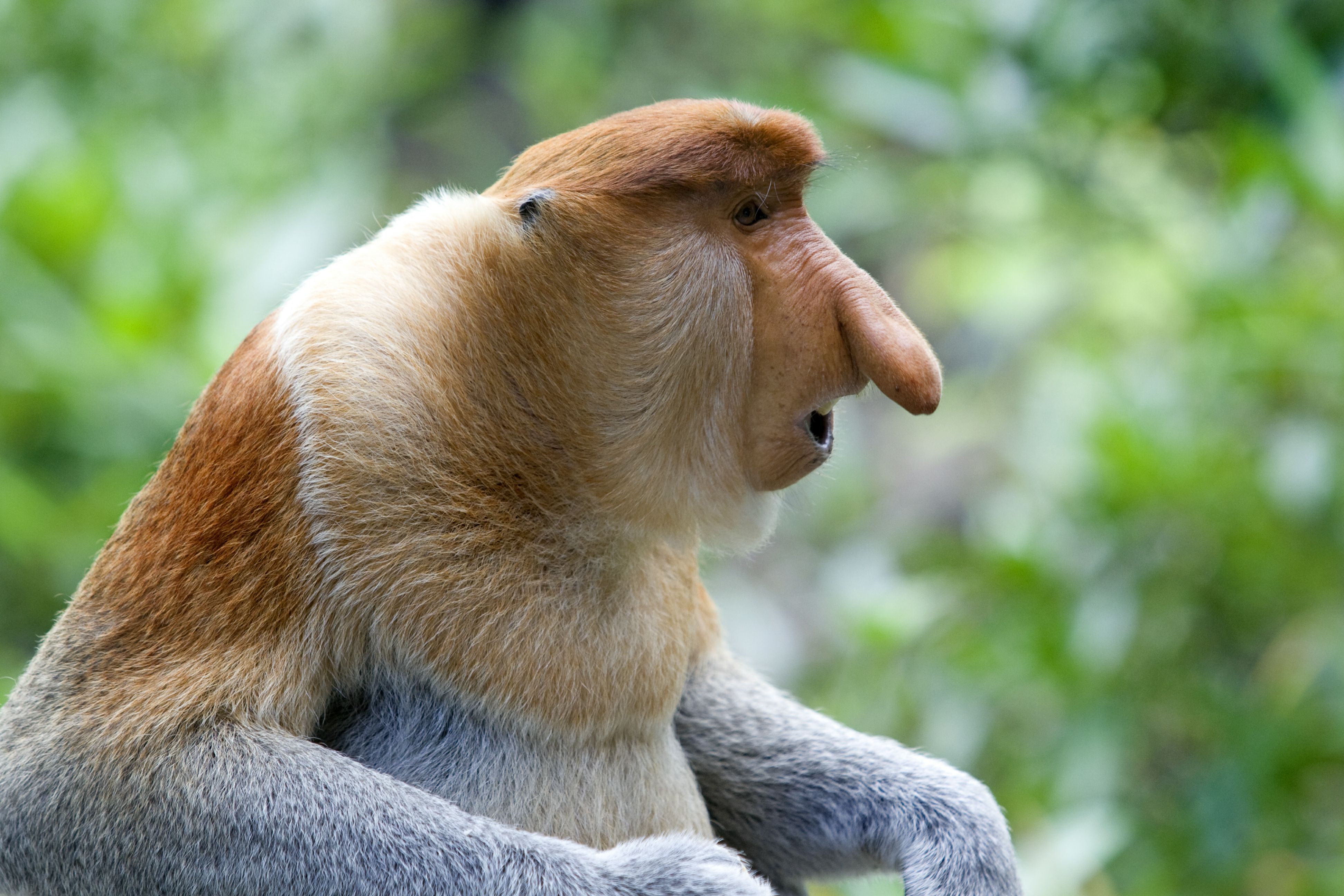 Ebern Designs Proboscis Monkey by - Wrapped Canvas Photograph | Wayfair