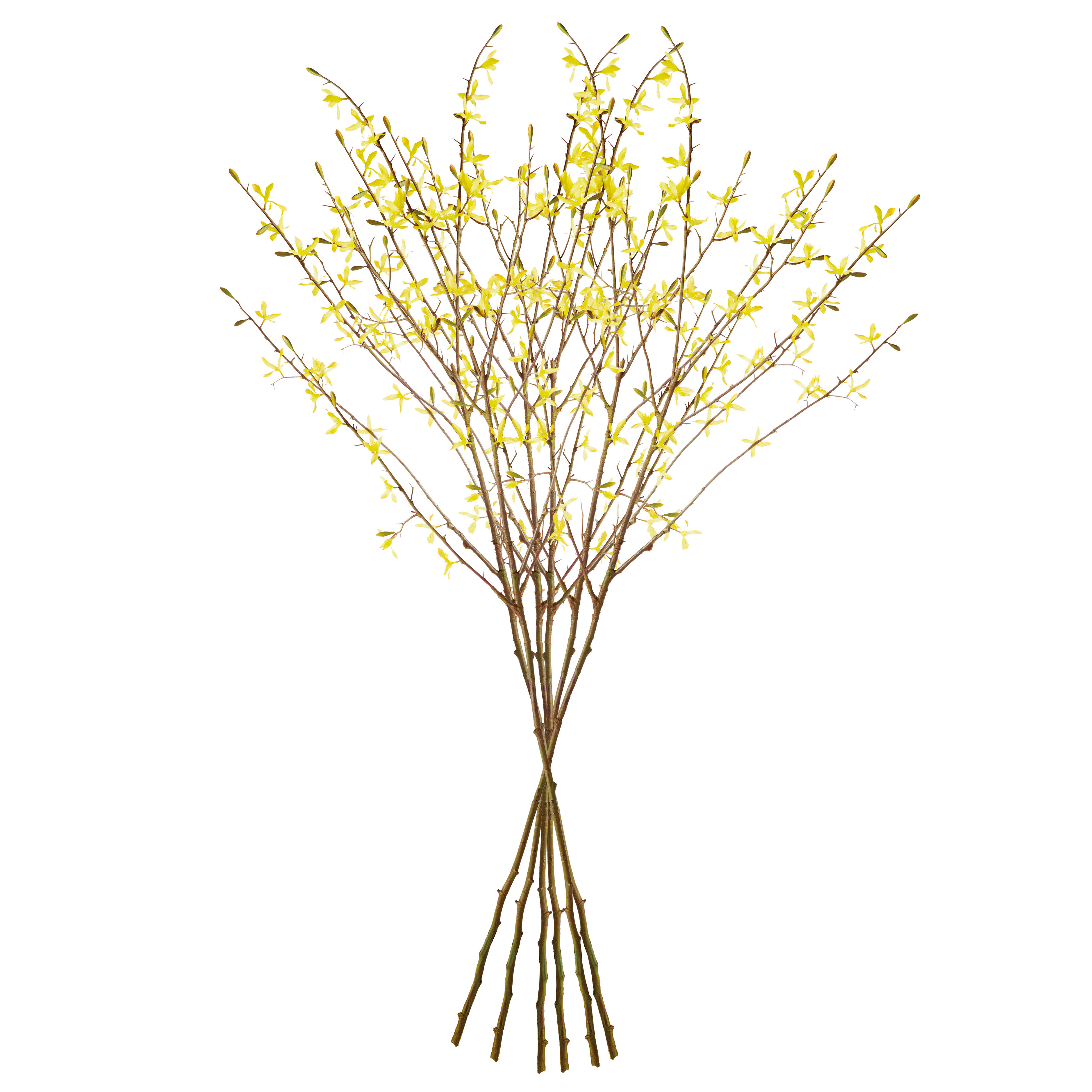 Primrue Forsythia Stems 47", Sst Of 6 | Wayfair