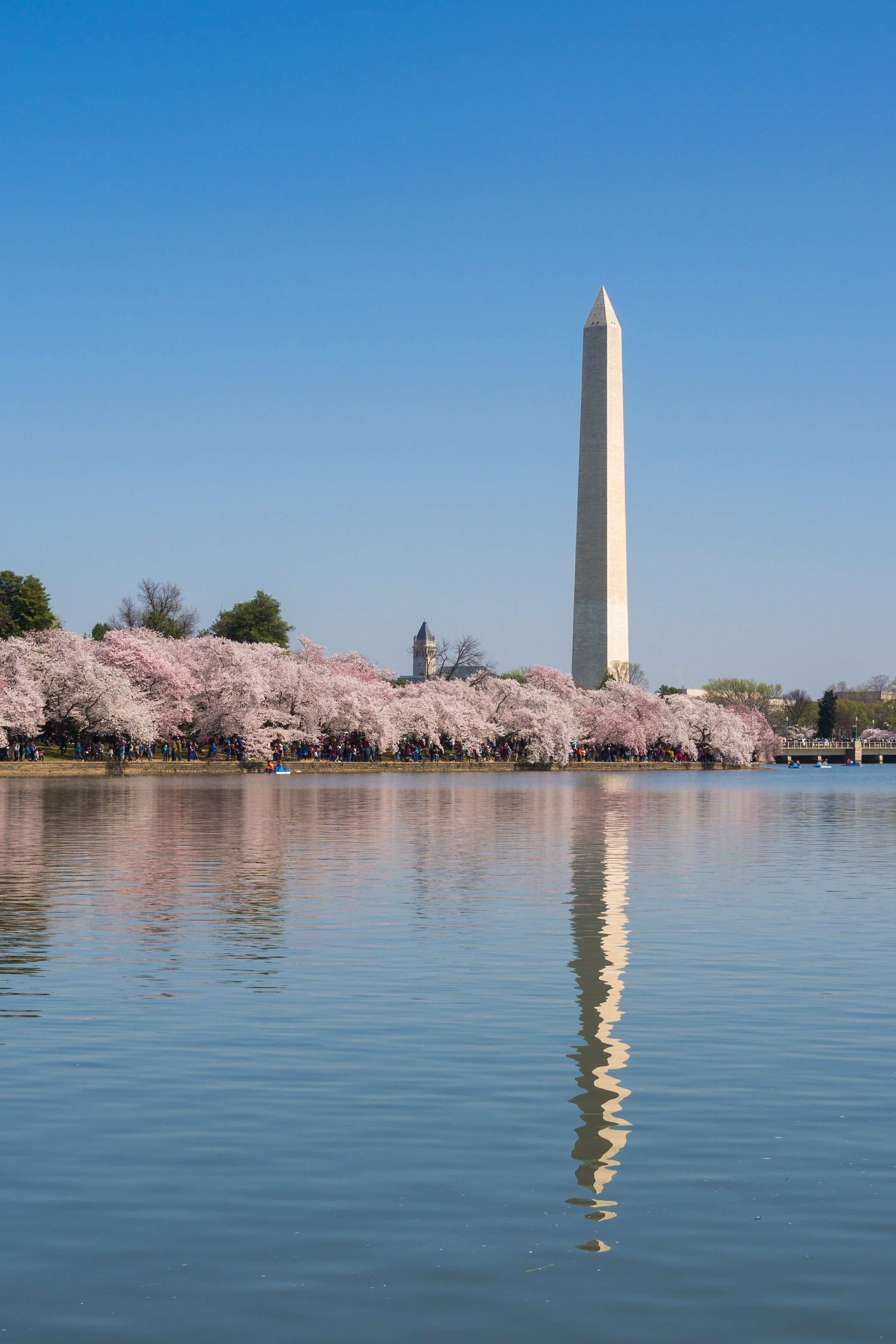 Breakwater Bay Washington Cherry Blossoms by Tyler Sprague - Wrapped ...