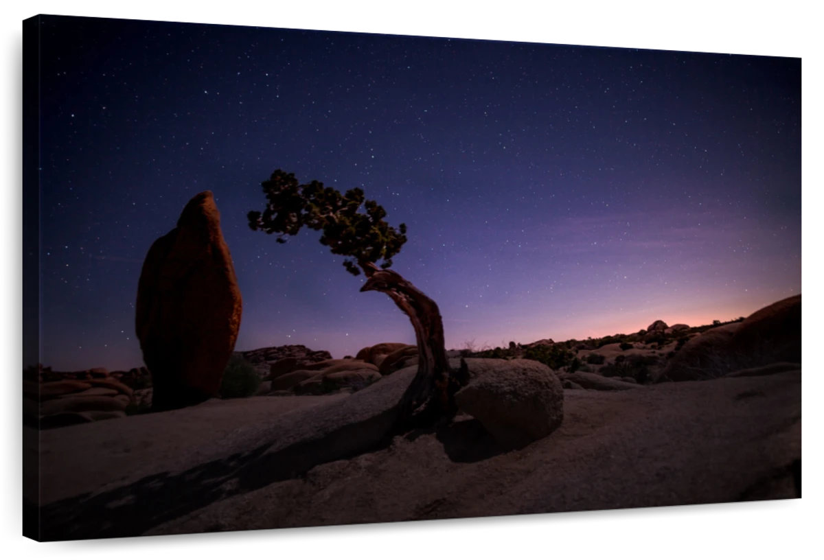 Elephant Stock Joshua Tree Night Landscape | Wayfair