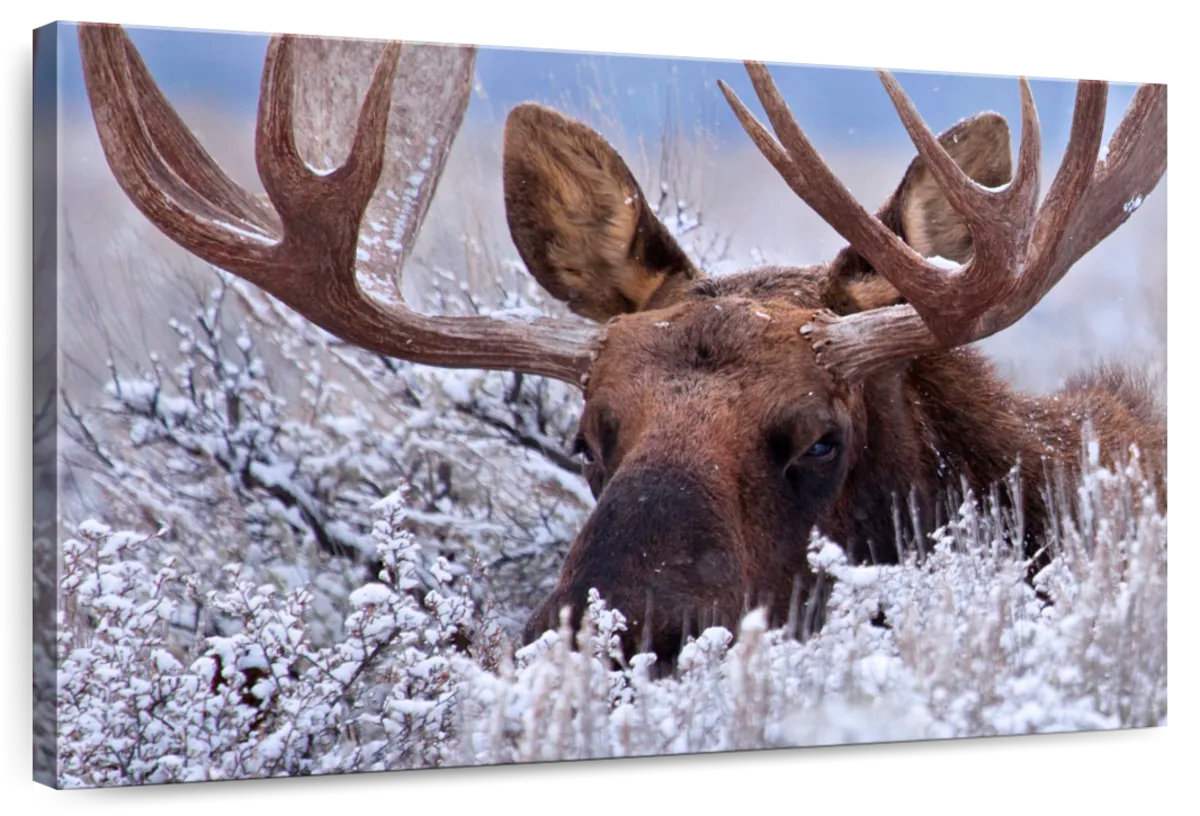 Ebern Designs Hiding Moose - Wayfair Canada