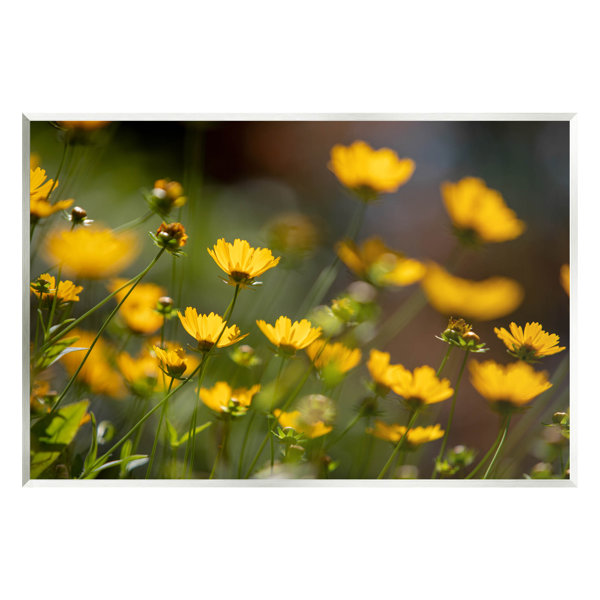 Stupell Industries " Yellow Daisy Wildflower Field " by Aaron Matheson ...