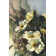 Rosalind Wheeler Hadfield Roses II by Clif Hadfield - Wrapped Canvas ...