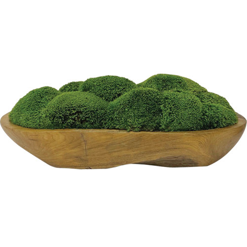Uttermost Preserved Moss Arrangement in Pot | Wayfair