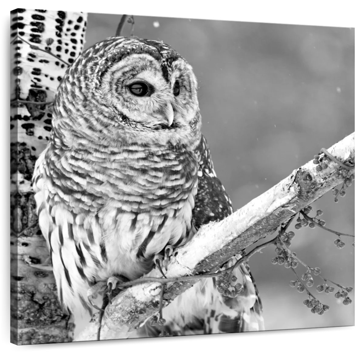 Ebern Designs Brampt White Owl BW | Wayfair