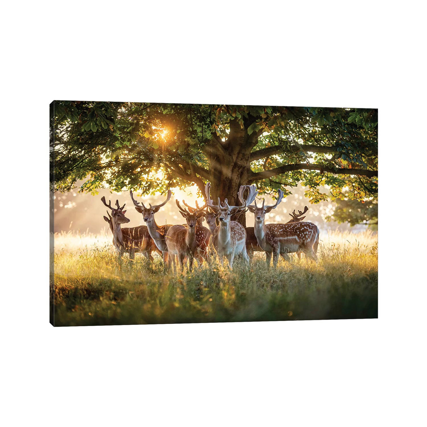 East Urban Home 10 Fallow by Max Ellis - Wrapped Canvas Photograph ...
