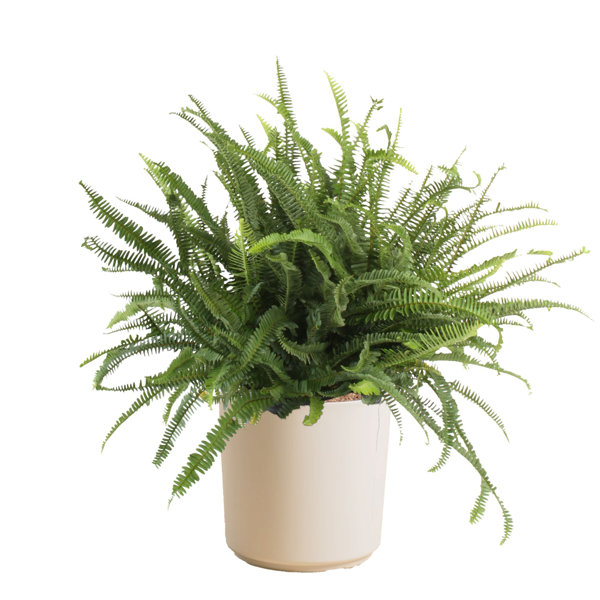 Costa Farms Indoor Kimberly Queen Fern House Plant in 10-inch Décor Pot ...
