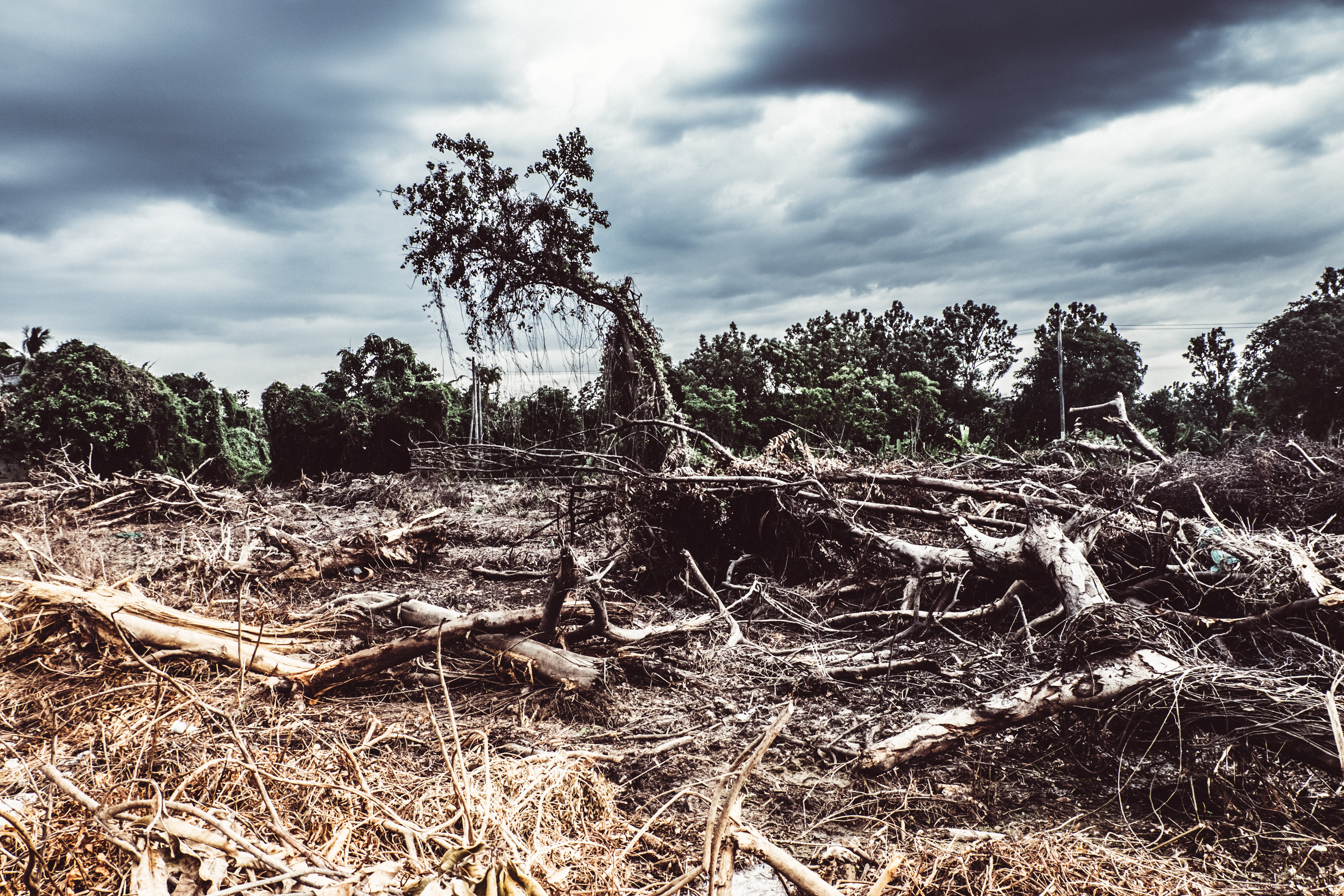Millwood Pines Environmental Damage by Parichart Thongmee - Wrapped ...
