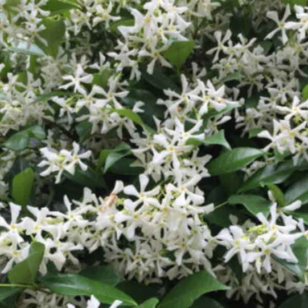 American Plant Exchange Green Confederate Jasmine, 10-Inch Pot Live ...