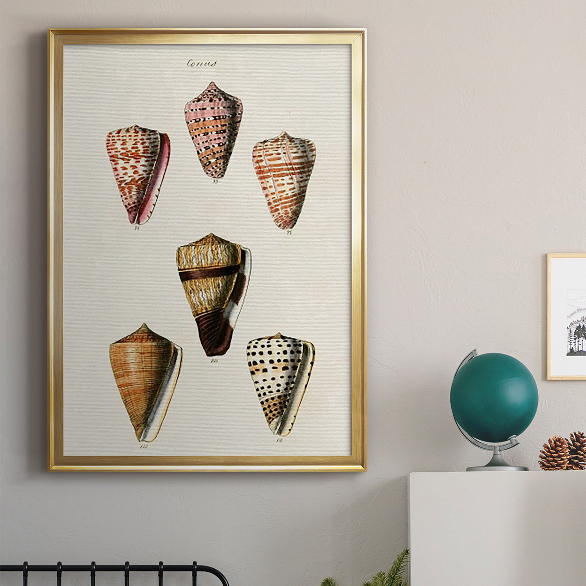 Wexford Home Cone Shell Collection IV Premium Framed Print - Ready To ...