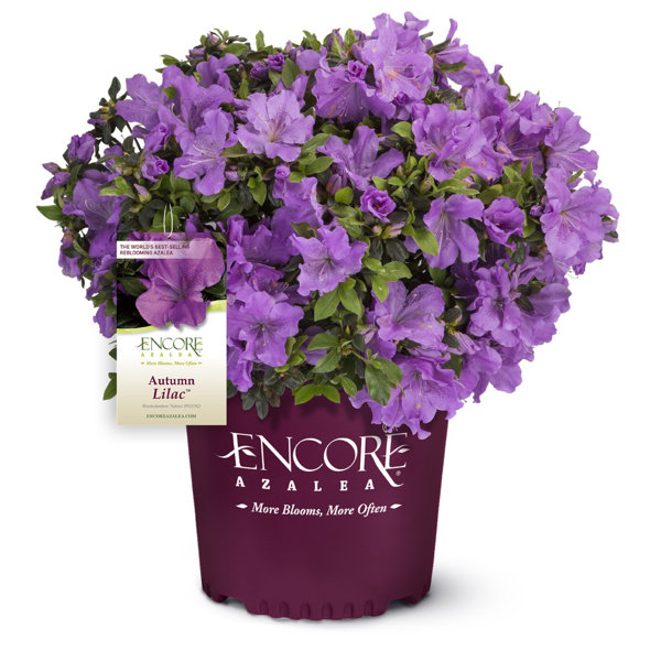 Encore Azalea 1 Gallon Autumn Lilac Encore Azalea - Compact Reblooming ...