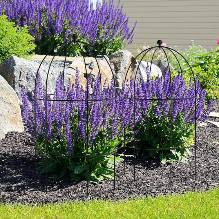 Red Barrel Studio® Mieke Bird Cage Plant Support, Large Sturdy Grow ...