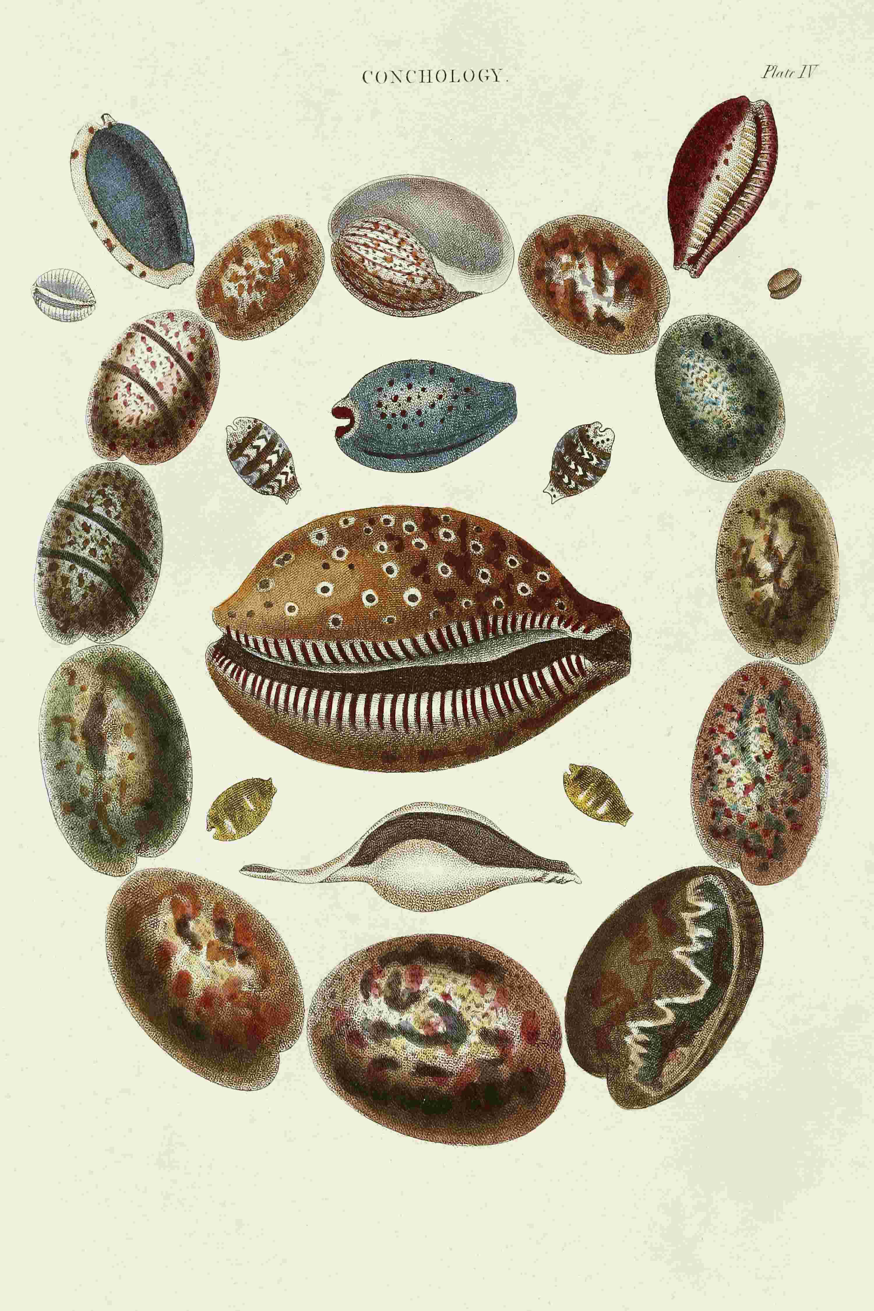 Rosecliff Heights Spiral Shell Formation II - Wrapped Canvas Print ...