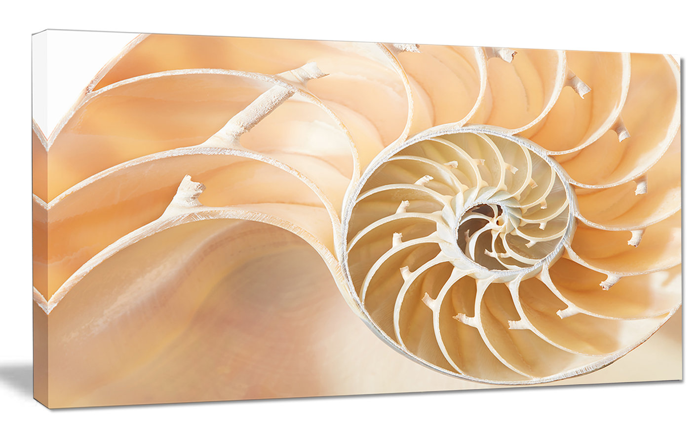 Design Art Brown Nautilus Shell Pattern - Wrapped Canvas Graphic Art ...