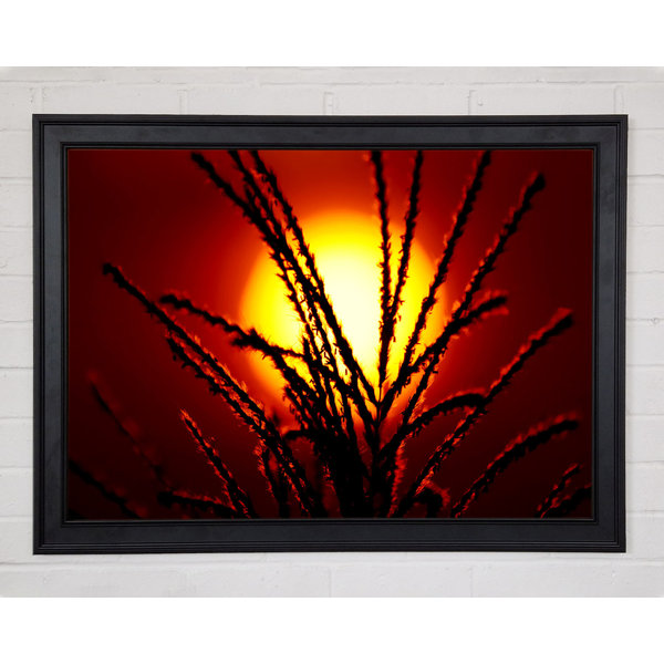 Ebern Designs As The Sun Lights Up The Reeds Framed Print 9504 ...