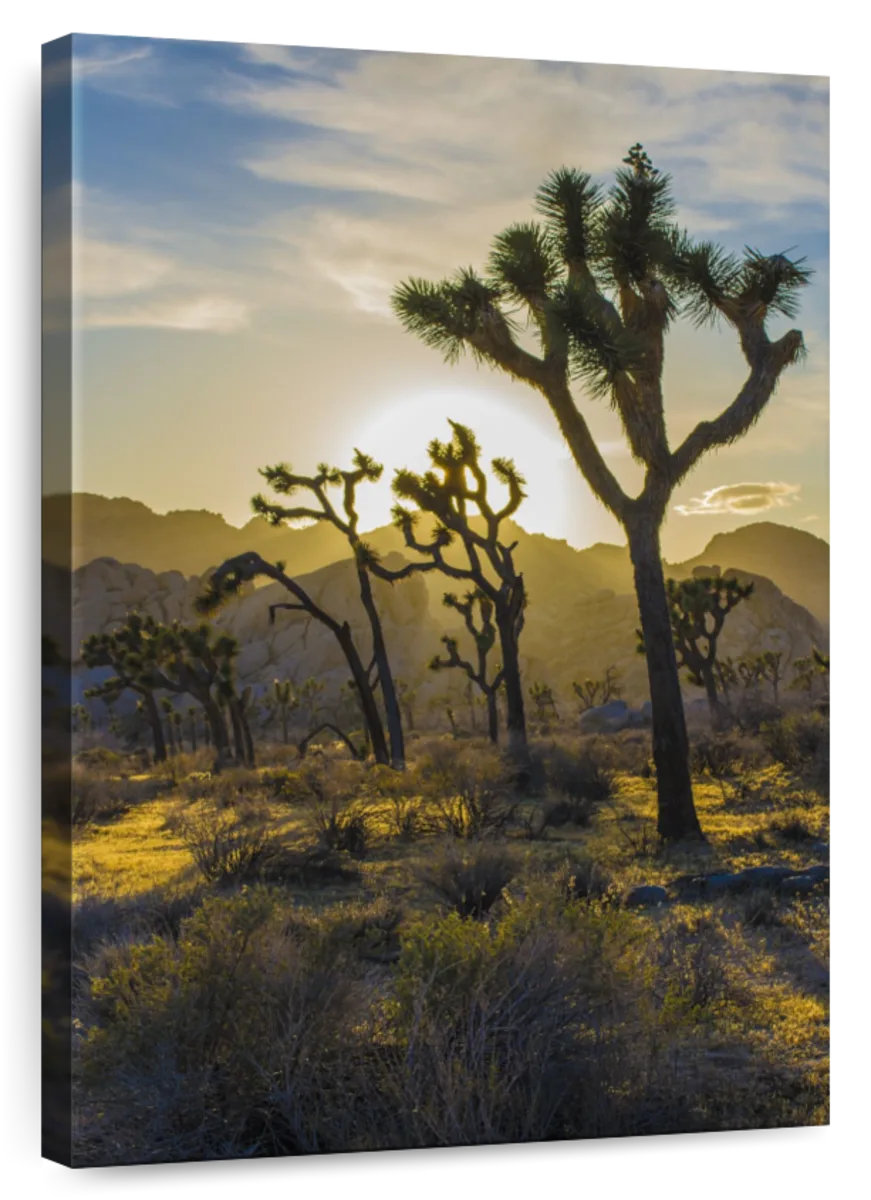 Elephant Stock Joshua Tree Park Desert Field | Wayfair