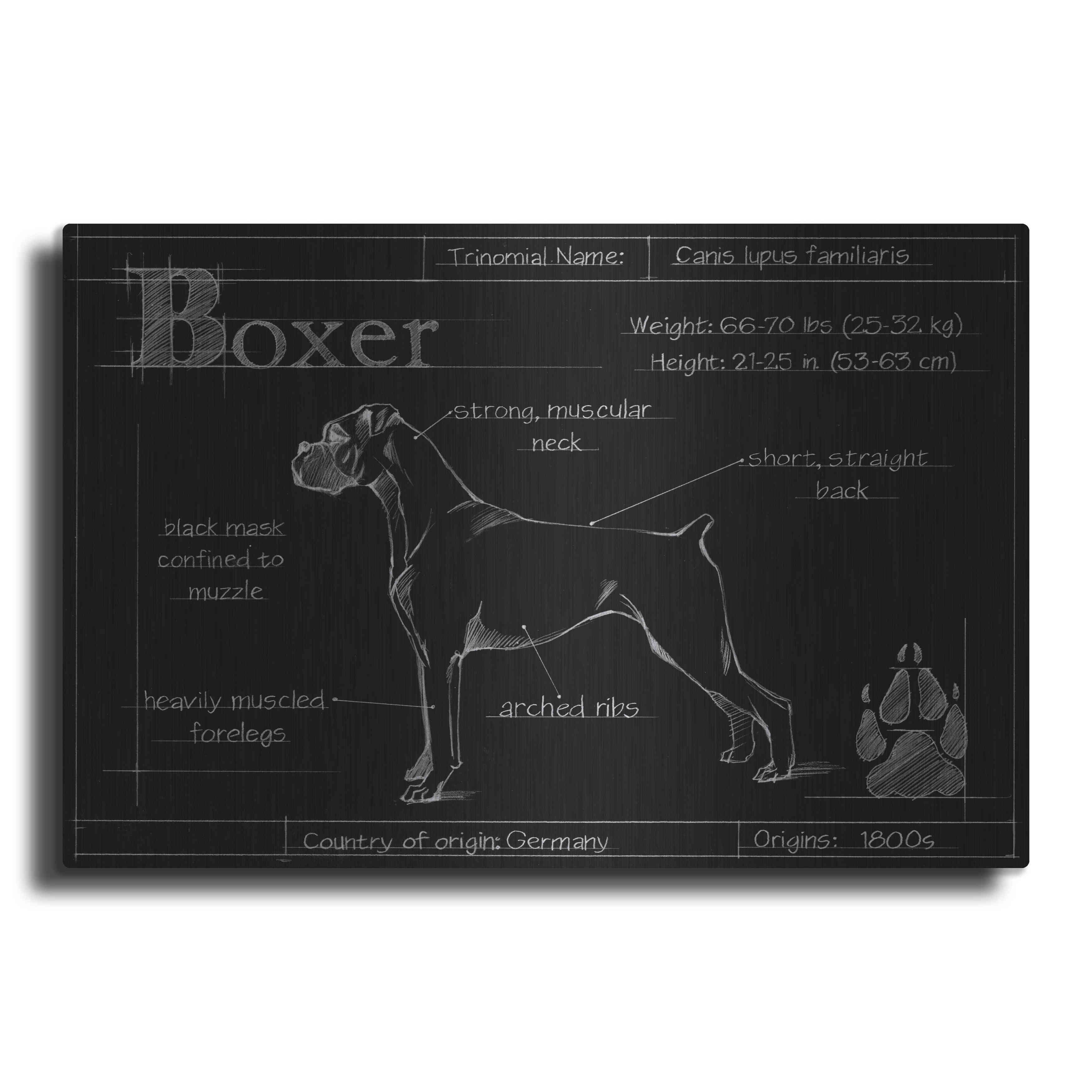 Trinx Luxe Metal Art 'Blueprint Boxer' By Ethan Harper, Blueprint Boxer ...