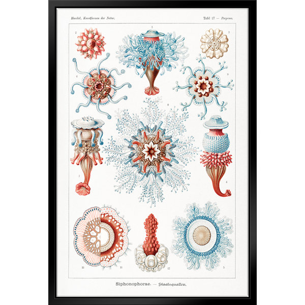 ATX Art Group LLC Siphonophorae–Staatsquallen I By Ernst Haeckel Framed ...