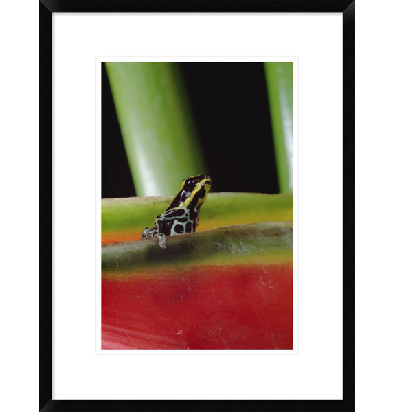 Global Gallery 'Rio Madeira Poison Frog Sitting' Framed Photographic ...