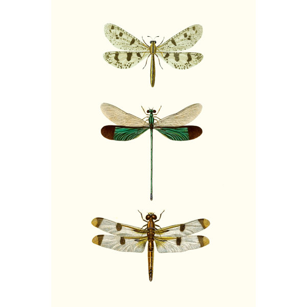 Marlow Home Co. Entomology Series VII by Blanchard - Painting Print ...