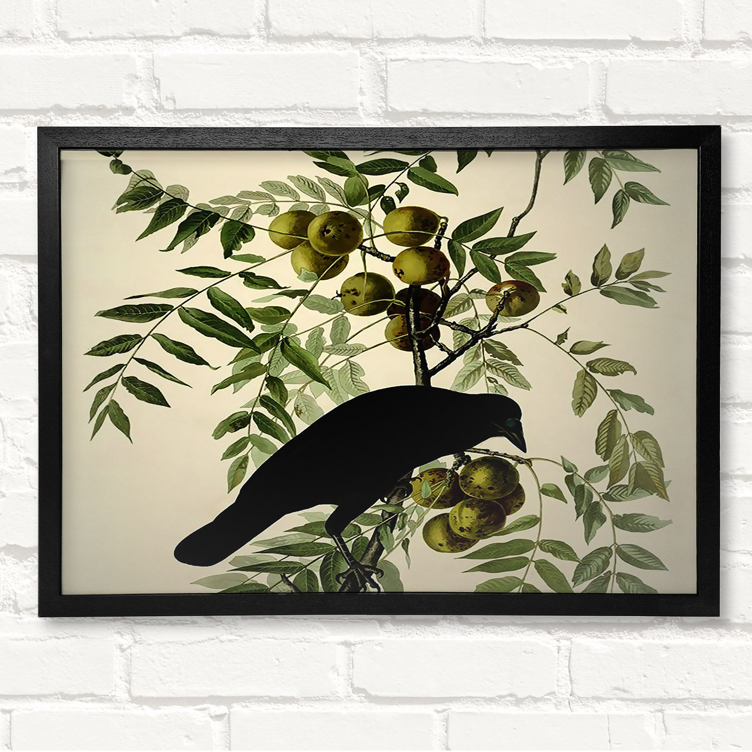 ClassicLiving Audubon American Crow Plate 156 Framed Print | Wayfair.co.uk
