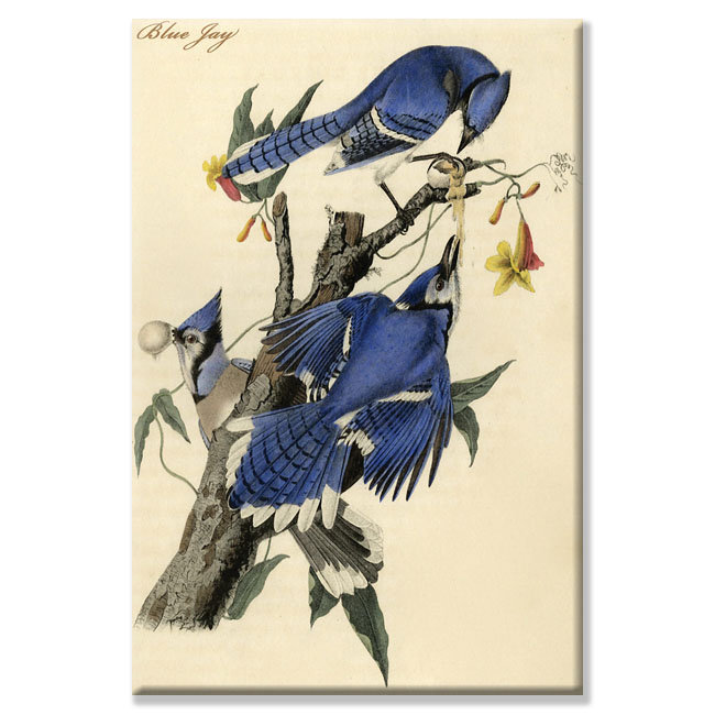 Vault W Artwork Blue Jay by John Audubon - Graphic Art Print on Canvas ...