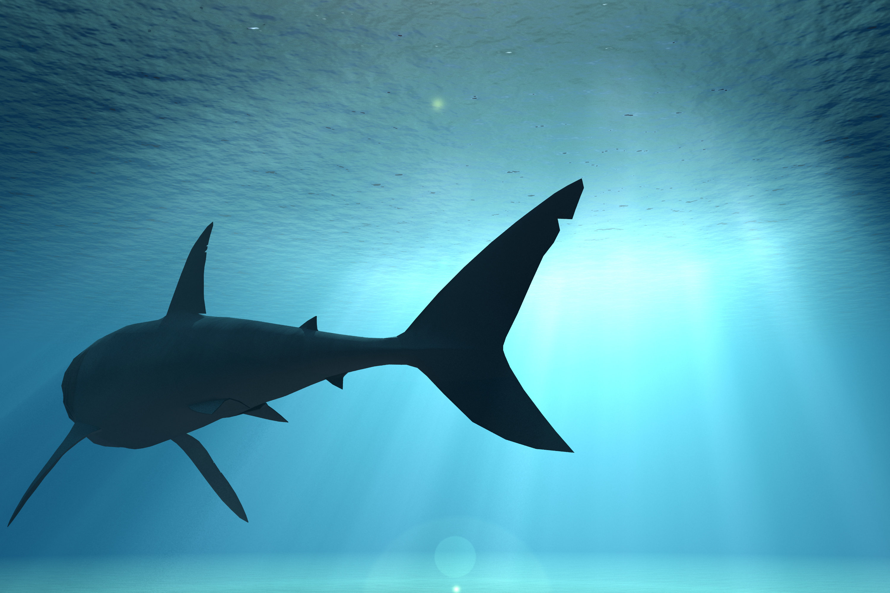 Highland Dunes Shark Underwater - Wrapped Canvas Print - Wayfair Canada