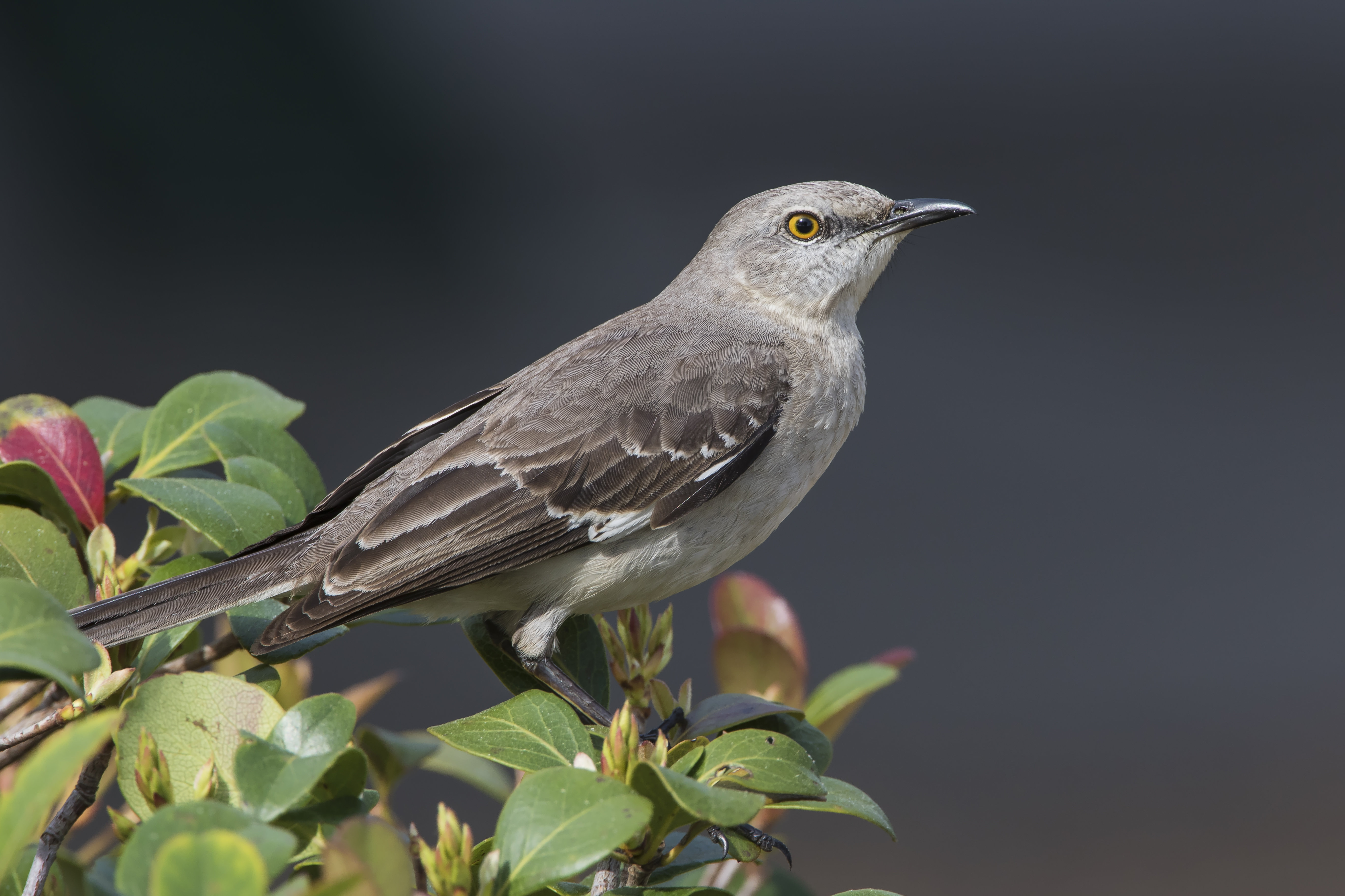 Ebern Designs Northern Mockingbird Perched in a Shrub - Florida ...
