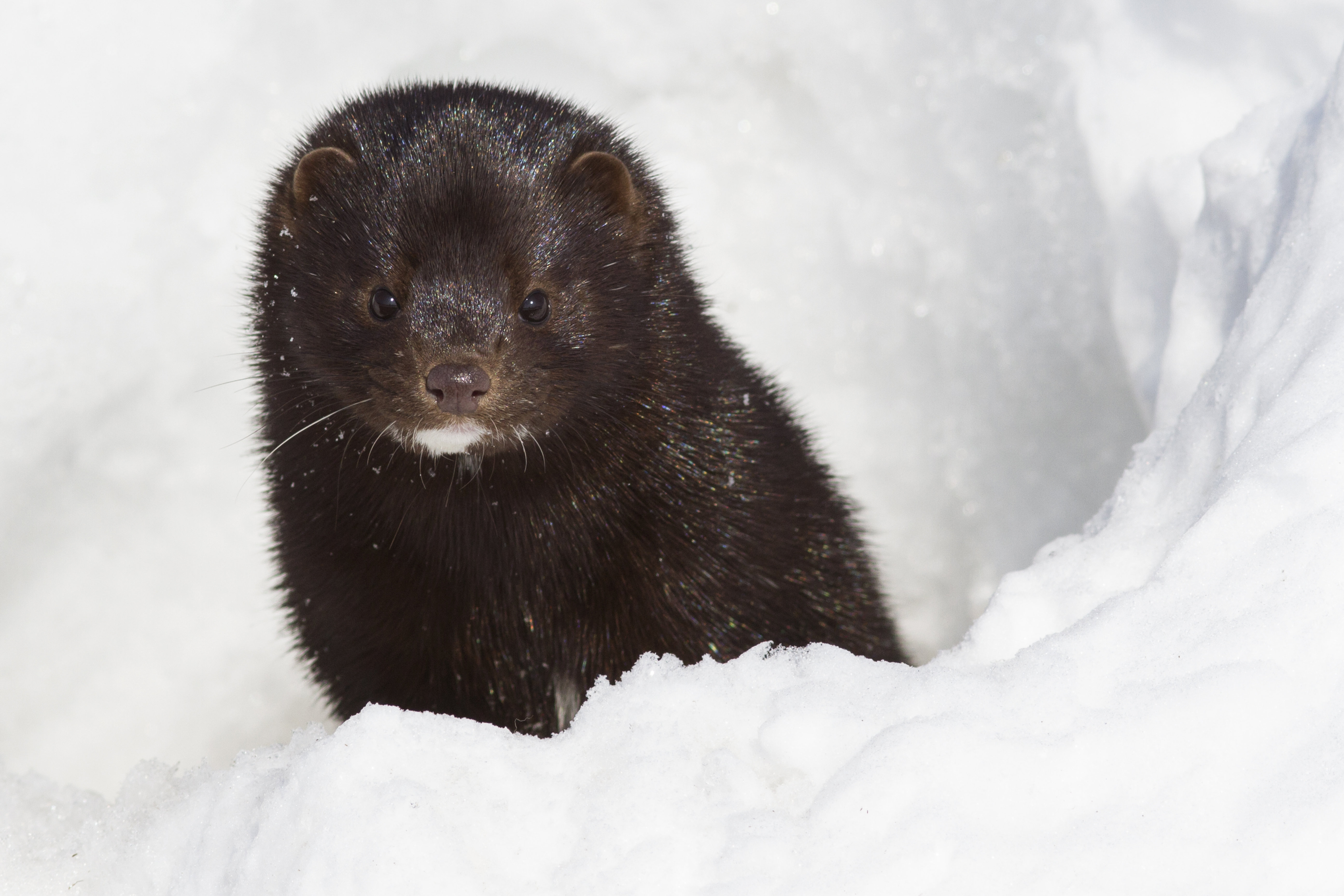 17 Stories American Mink by - Wrapped Canvas Photograph | Wayfair.ie
