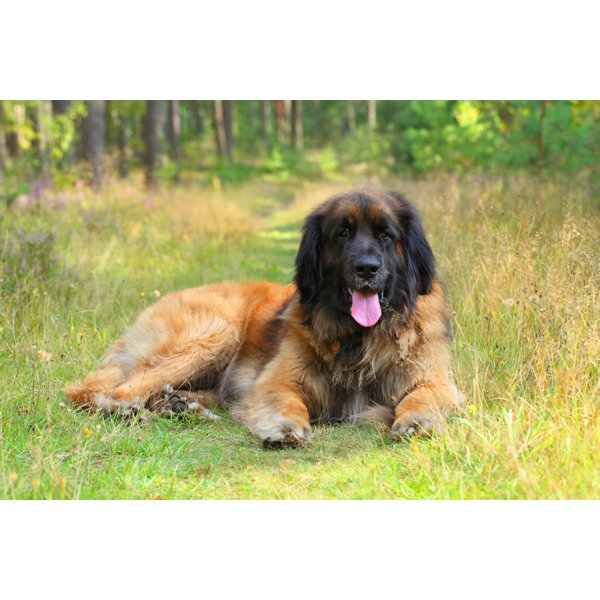 Ebern Designs Leonberger Dog On Canvas Print | Wayfair