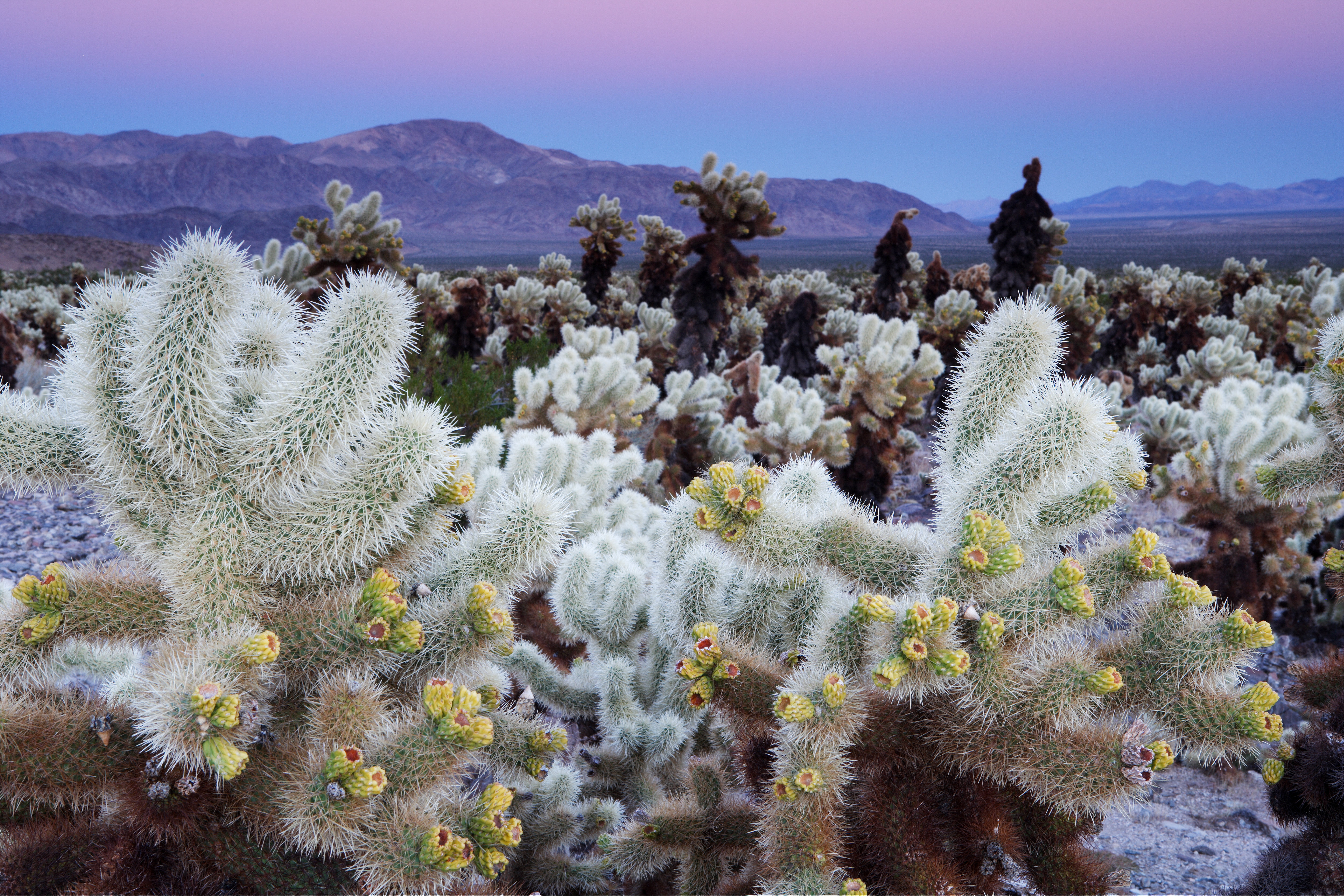 Dakota Fields Cholla Garden by Ericfoltz | Wayfair