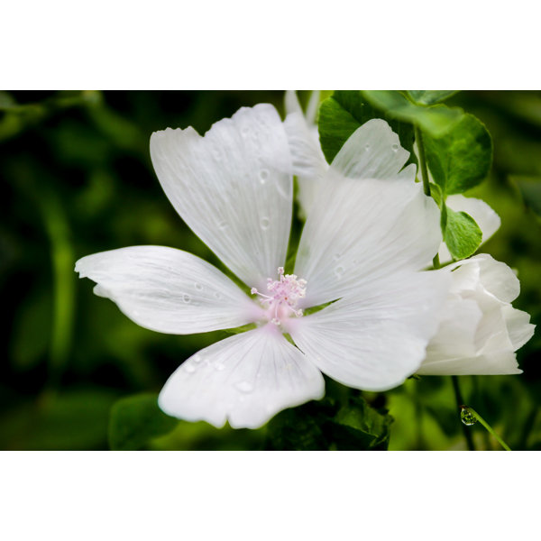 17 Stories White Musk Mallow by Amanda TQ - Wrapped Canvas Print ...