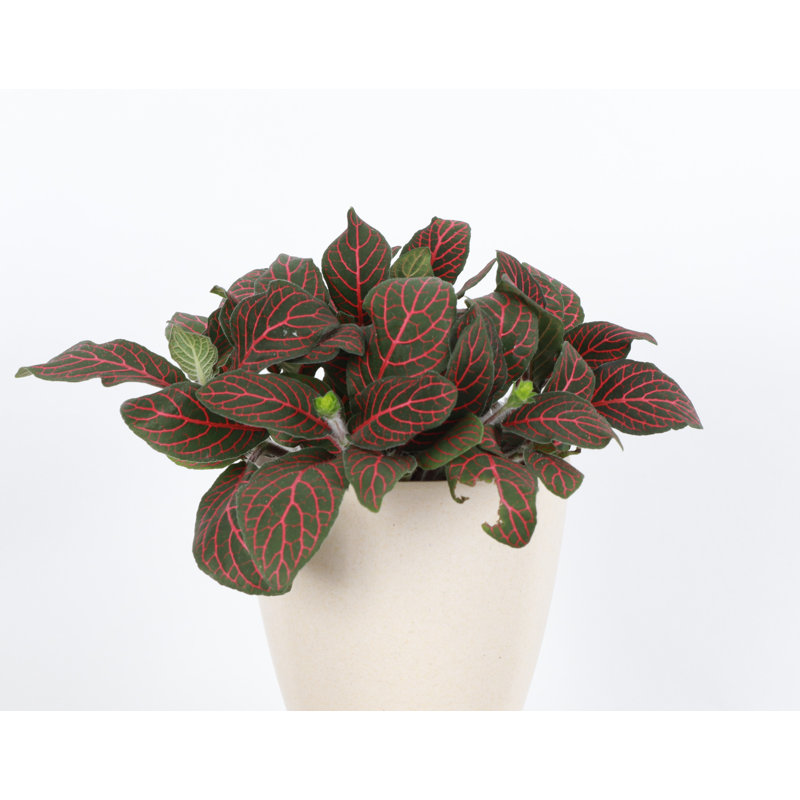 Thorsen's Greenhouse Live Red Fittonia Nerve Plant & Reviews | Wayfair