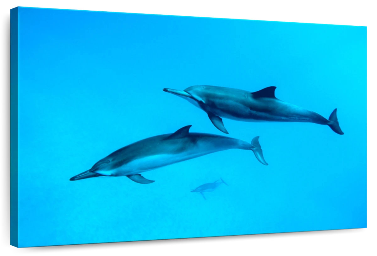 Ebern Designs Brampt Maui Spinner Dolphins | Wayfair