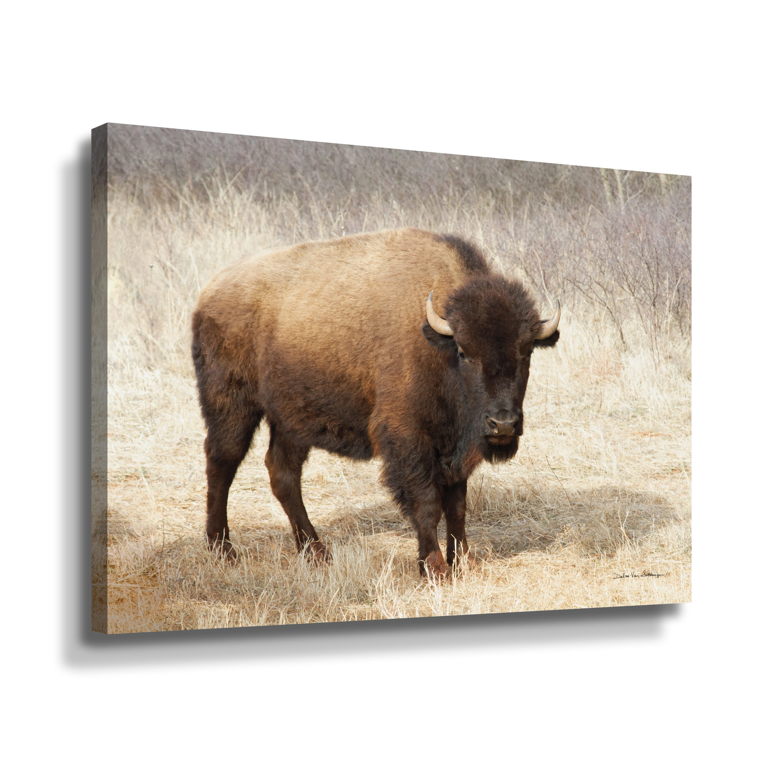 Foundry Select " American Bison II " - Wayfair Canada