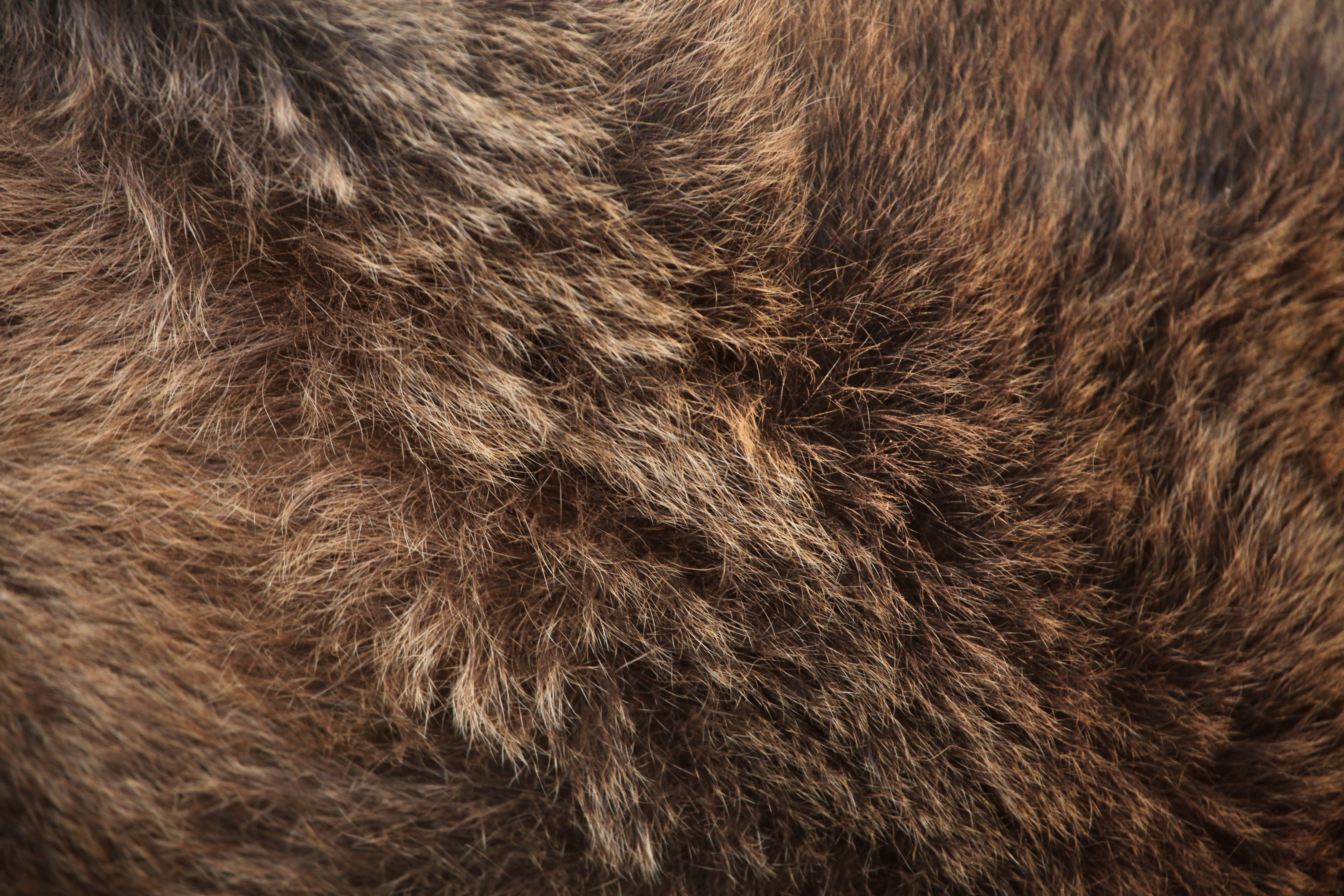 Alpen Home Brown Bear Fur by Wrangel - Wrapped Canvas Photograph ...