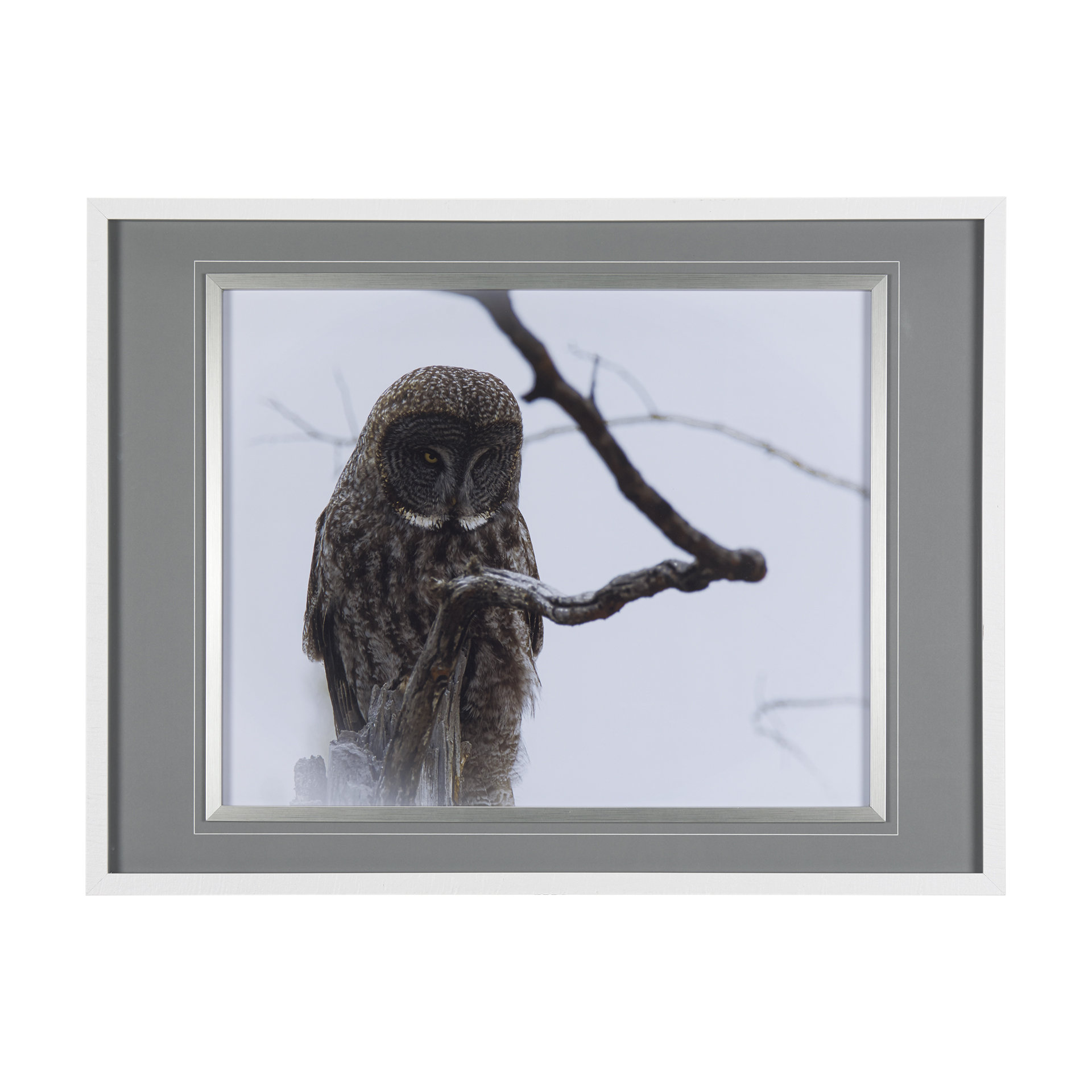 Loon Peak® Grey Owl by Chad Mackay a Hand Embelished Textured Framed ...