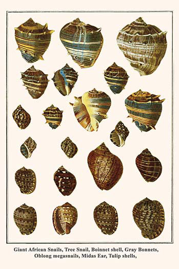 Buyenlarge Giant African Snails Tree Snail Boinnet Shell Gray Bonnetsd ...