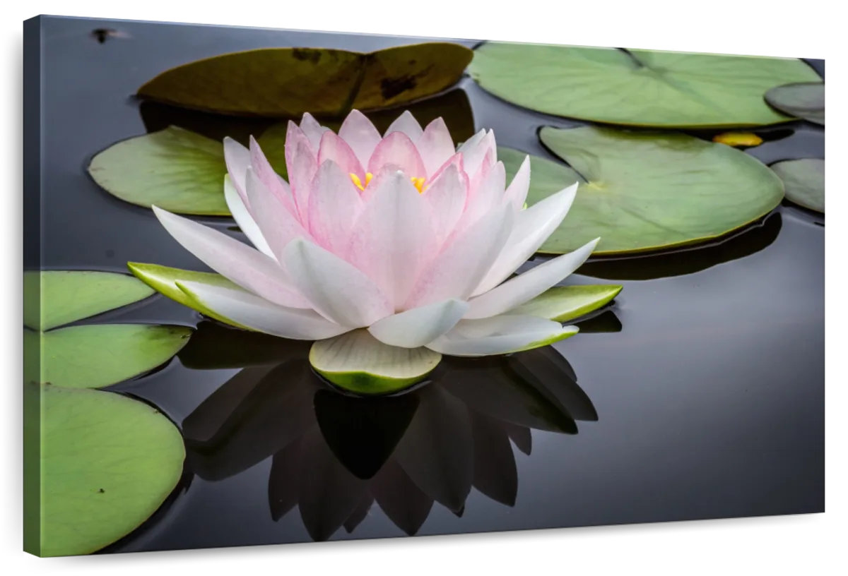 Lark Manor Harnek Pinkish White Lotus - Wayfair Canada