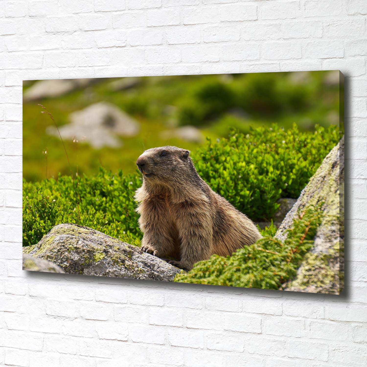 Union Rustic Å wistak Tatrzaå Ski - Unframed Art Prints on Canvas ...