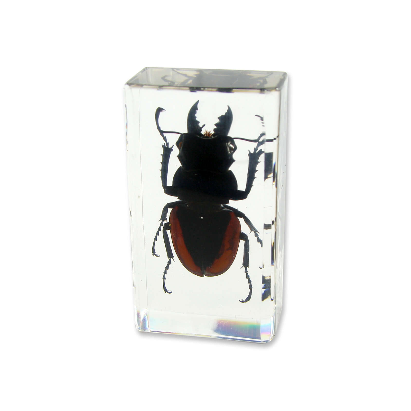 Rosalind Wheeler Railsback Stag Beetle Paperweight | Wayfair