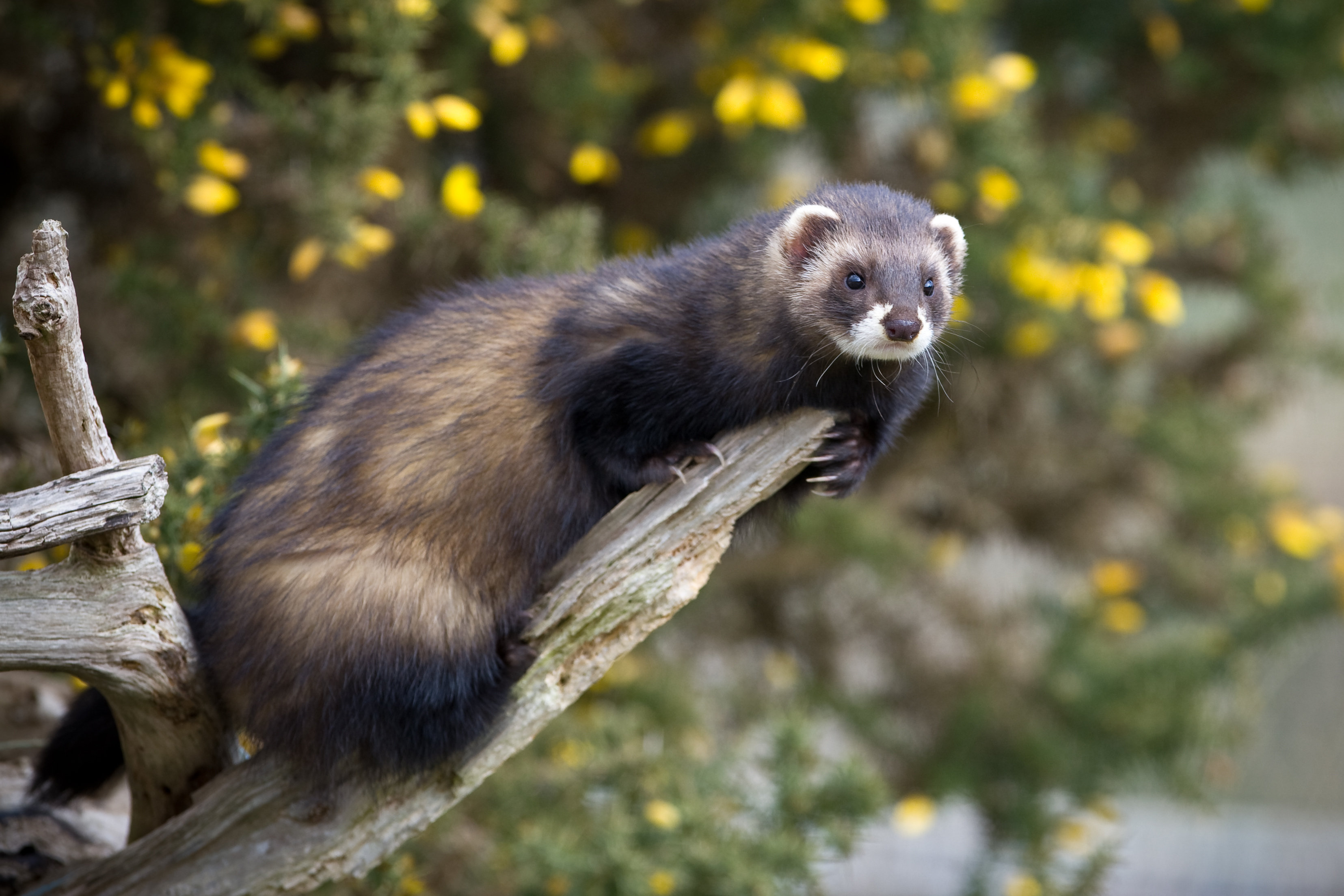 Ebern Designs Polecat on Branch by Gtmedia - Wrapped Canvas Photograph ...
